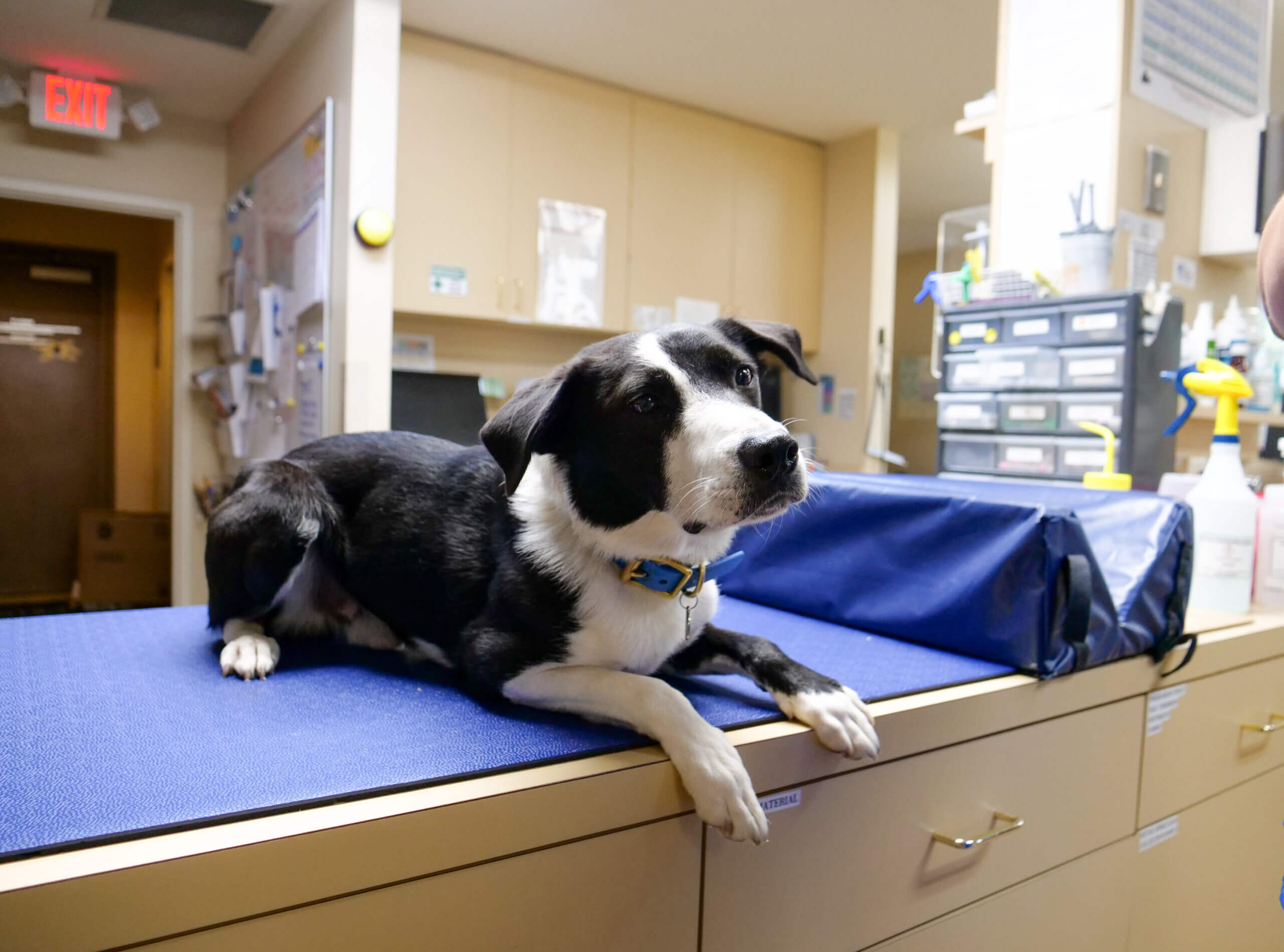 Modern Veterinary Surgery Experts | Airport Animal Hospital